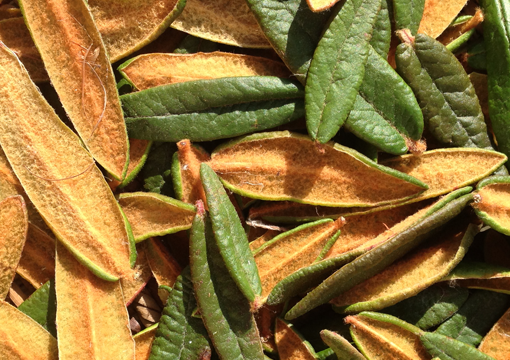 Labrador Tea (Wildcrafted) - The Herbwalker